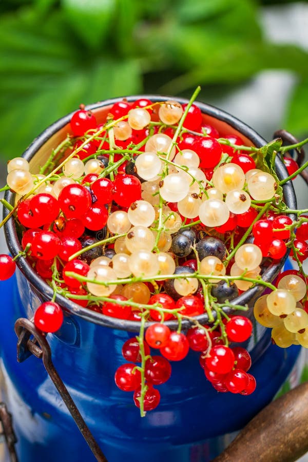 Freshly Collecting Wild Currant Fruits Stock Photo - Image of ...