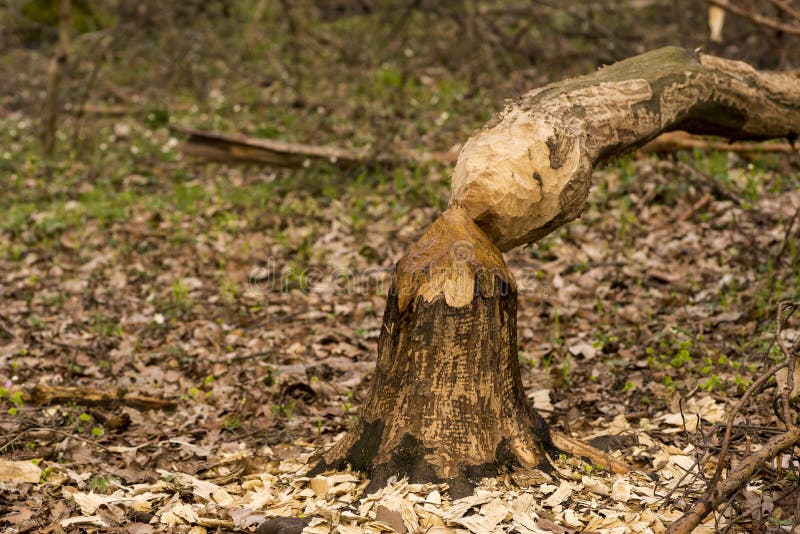 A Visible Trace Testifying To the Presence of Beavers. Stock Image ...