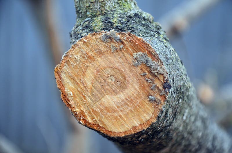 Freshly Cut Branch on an Apple Tree Stock Photo - Image of insect, wood ...