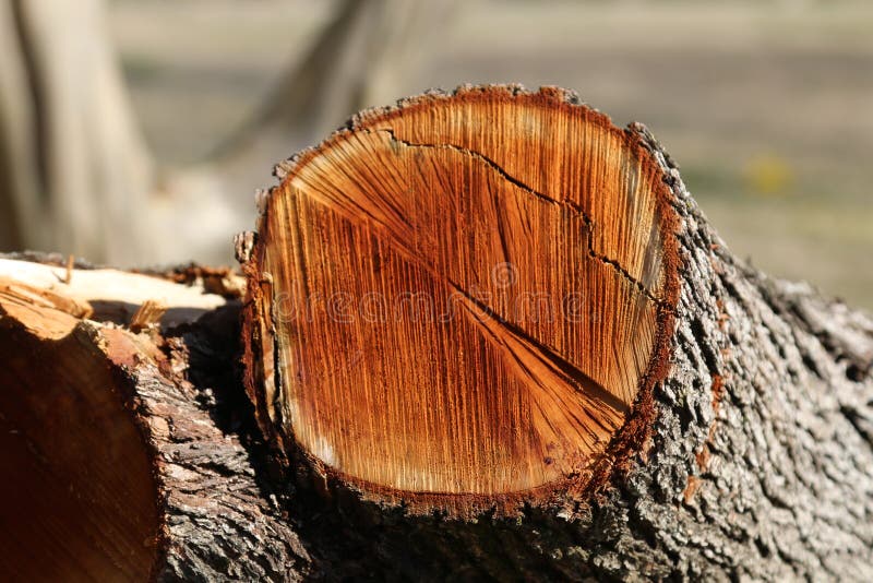 Cedar Wood stock photo. Image of fire, fuel, chop, detail - 51587194