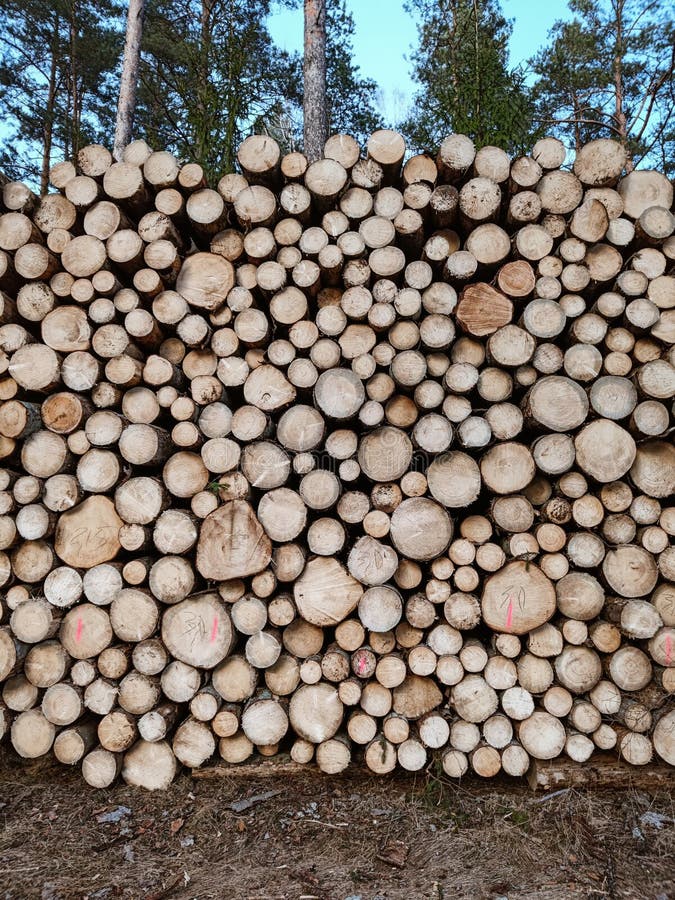 Freshly Cut Down Wood Logs. Texture and Background of Cut Down Trees ...