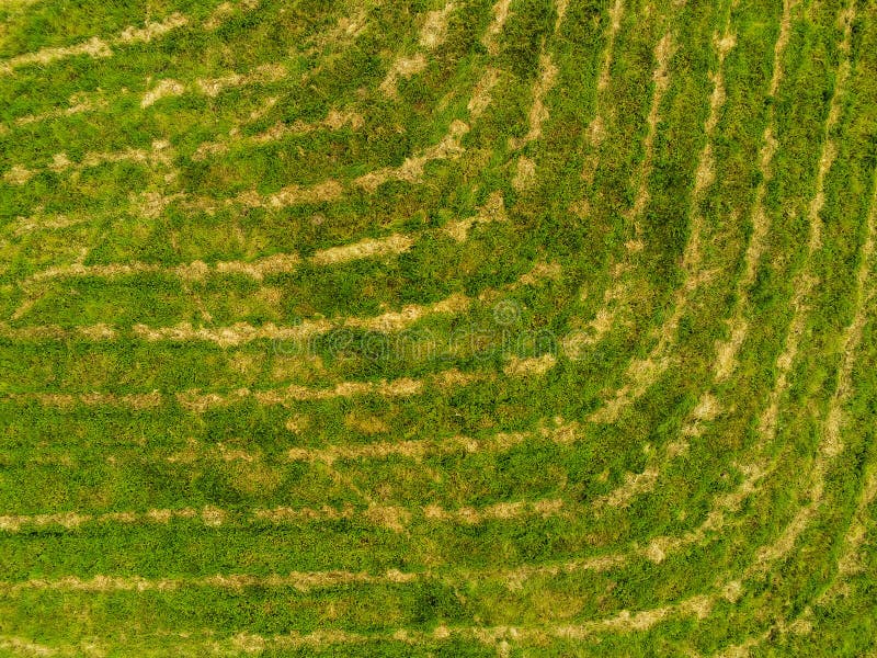 Freshly Cut Grass in a Field, Aerial Top View, Natural Pattern Stock ...