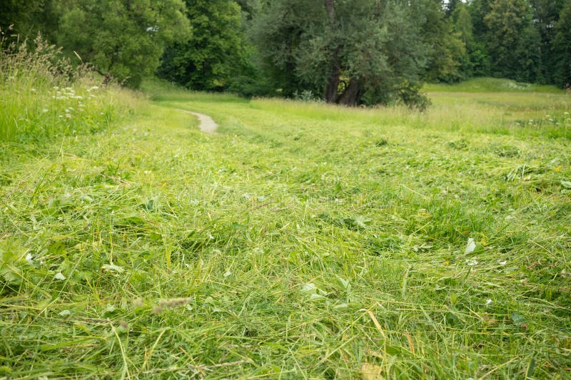 Freshly Cut Grass in the Meadow, Hayfield Stock Image - Image of ...