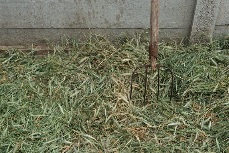 Freshly Cut Green Hay with a Pitchfork Stock Image - Image of fresh ...