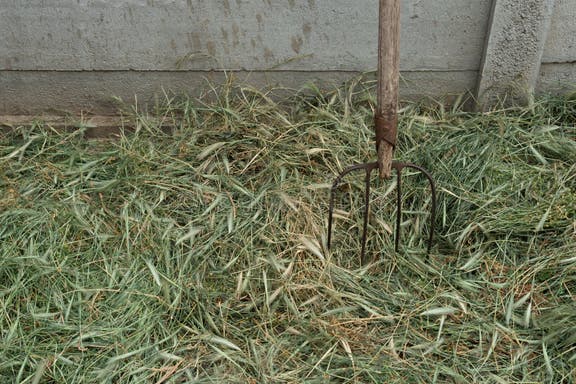 Freshly Cut Green Hay with a Pitchfork Stock Image - Image of fresh ...