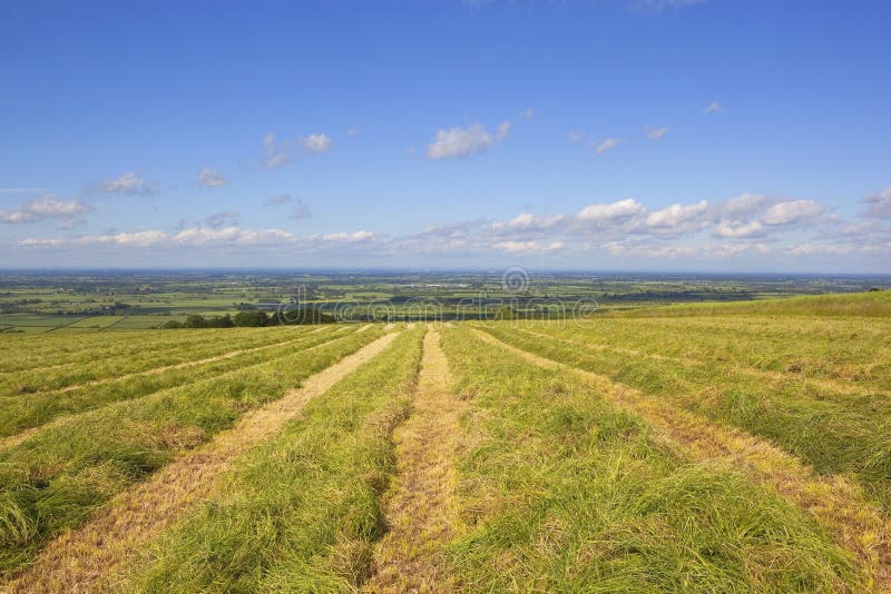 Freshly cut hay field stock photo. Image of scenery, nature - 41557560