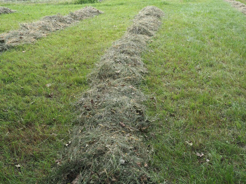 Freshly cut hay stock photo. Image of haymaking, green - 184004996