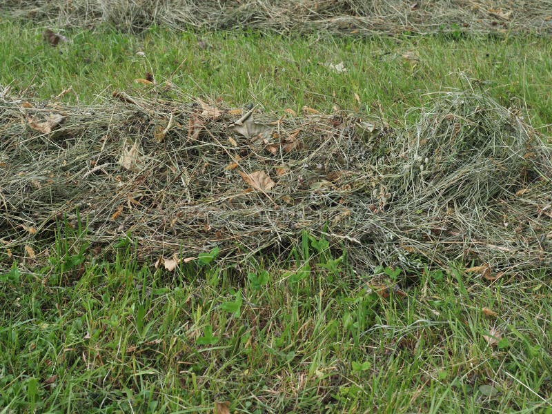 Freshly cut hay stock image. Image of drying, meadow - 186039209