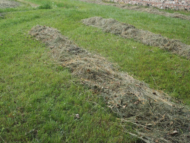 Freshly cut hay stock image. Image of mowing, line, green - 186180233
