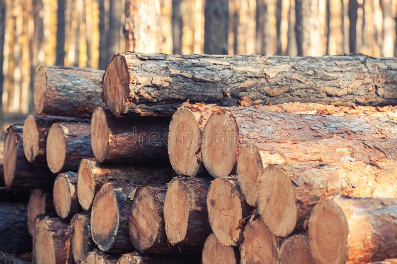 Freshly Cut Logs Piled in a Forest , Highlighting the Process of ...