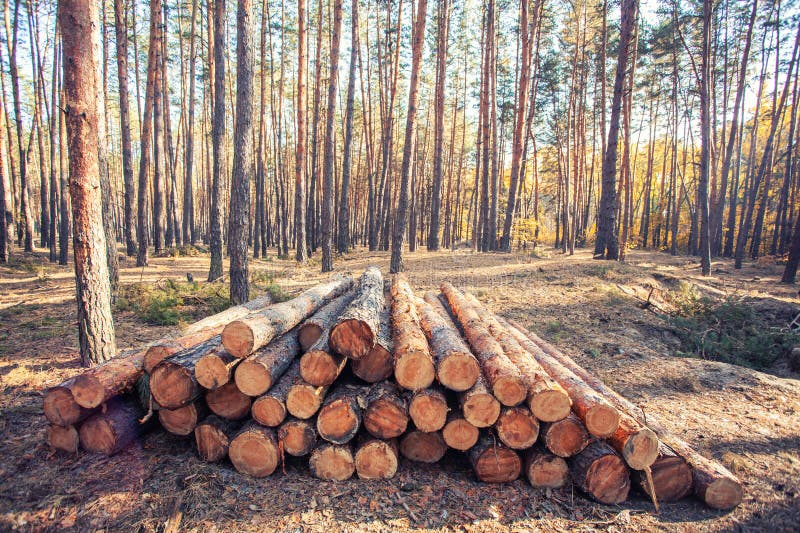Freshly Cut Logs Piled in a Forest , Highlighting the Process of ...