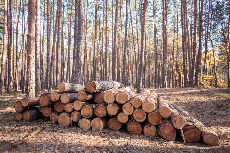 Freshly Cut Logs Piled in a Forest , Highlighting the Process of ...
