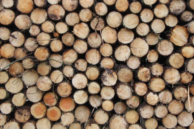 Freshly Cut Pile of Logs stock image. Image of timber - 274542595