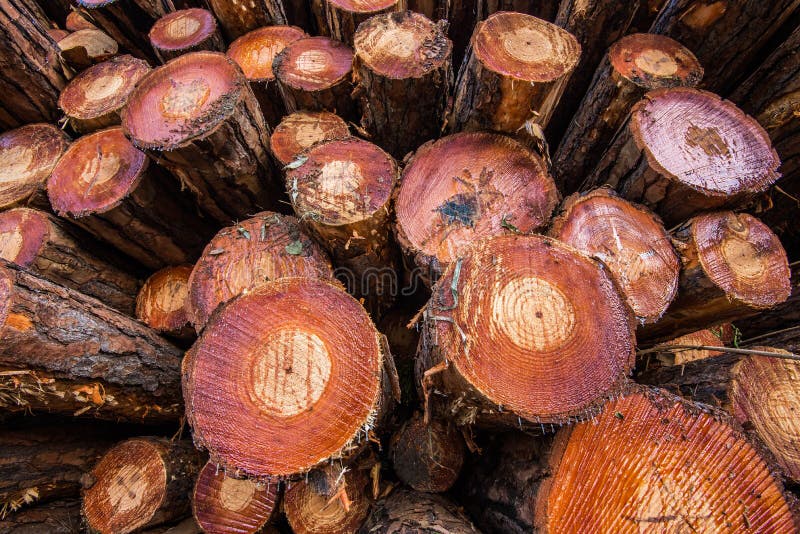 Freshly cut pine logs stock image. Image of logs, pine - 54571341