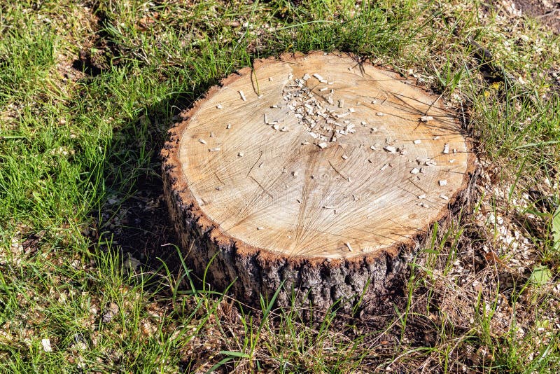 A Freshly Cut Pine Stump in Spring, Side View Stock Image - Image of ...