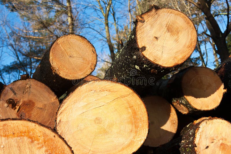 Freshly cut pine trees stock photo. Image of arborists - 28629106