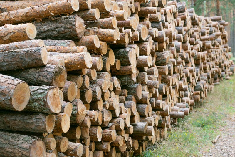 Freshly Cut Pine Trees in the Forest Stacked in a Heap Stock Image ...