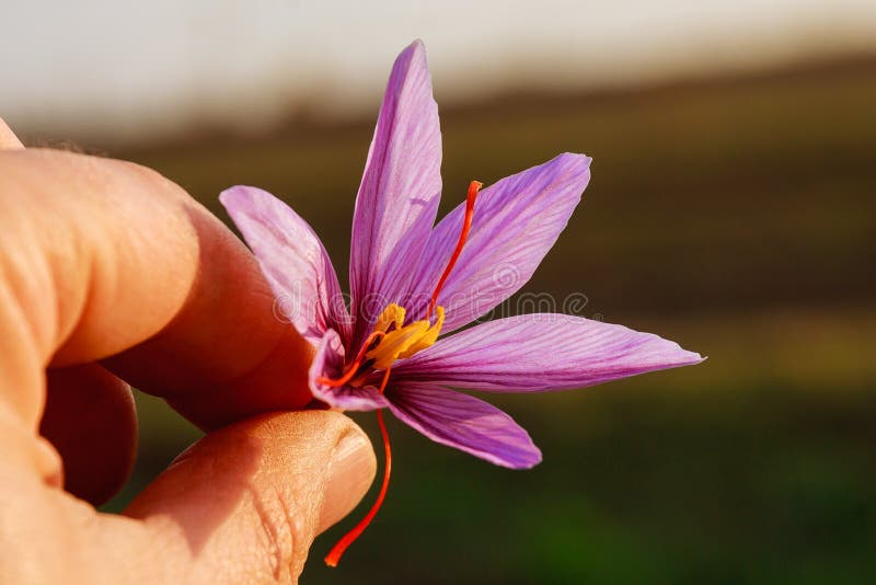 Freshly Cut Saffron Flower in a Hand Stock Photo - Image of harvesting ...