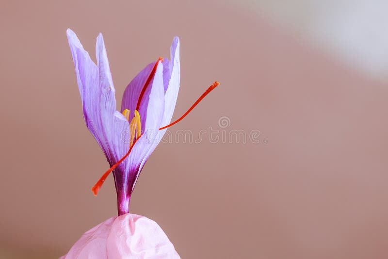 Freshly Cut Saffron Flower in a Hand Stock Photo - Image of flower ...