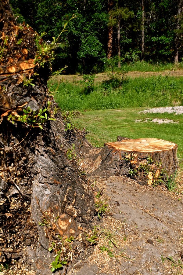 A Freshly Cut Stump is Next To a Nature Willow Tree Trunk and Tree ...