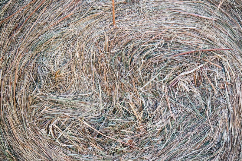 Freshly Cut Summer Hay Close-up Stock Image - Image of ground, plant ...