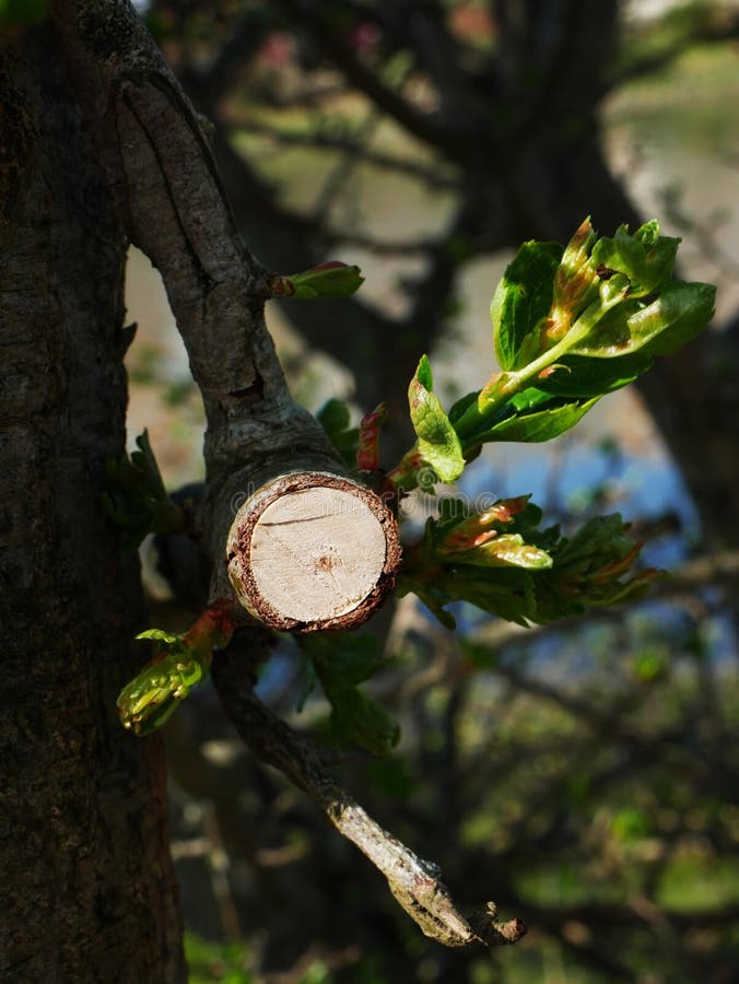 Freshly Cut Tree Branch Arching Over a Serene River, Surrounded by a ...