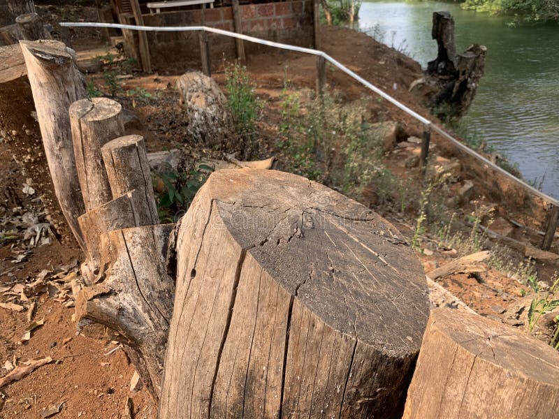 Freshly Cut Tree Branches on Ground. Stock Photo - Image of tree, rural ...