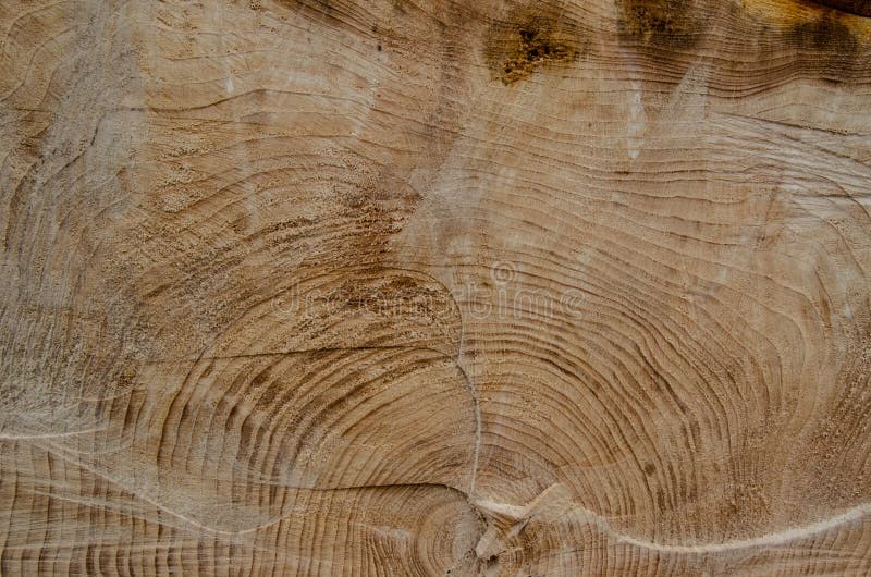 Chainsaw Marks when Collecting Resin on an Old Pine Tree Stock Image ...