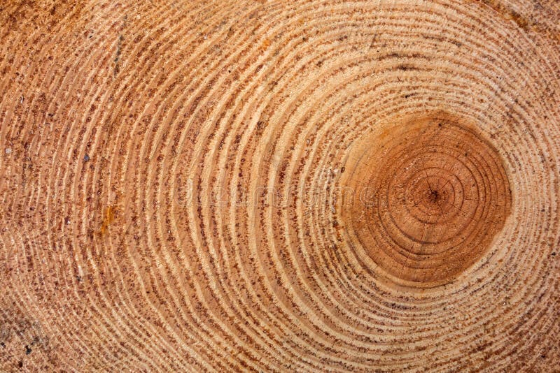 Freshly cut tree log stock photo. Image of lumber, slice - 52295328
