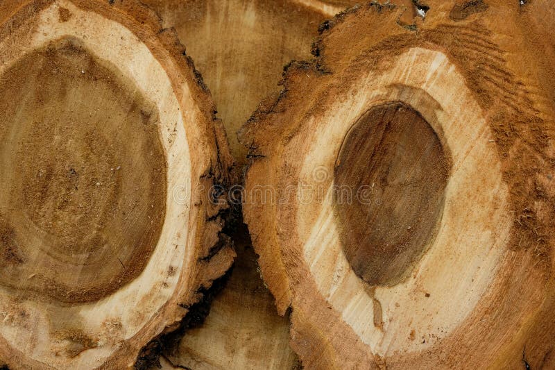 Freshly Cut Tree Logs. Tree Cross-section. Stock Photo - Image of ...