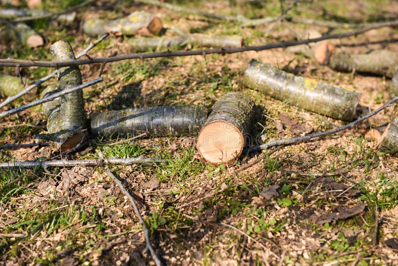 Freshly Cut Tree Logs in a Forest, Deforestation Stock Image - Image of ...