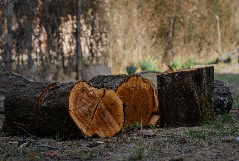 Freshly Cut Tree Logs. stock image. Image of tree, forestry - 148889029
