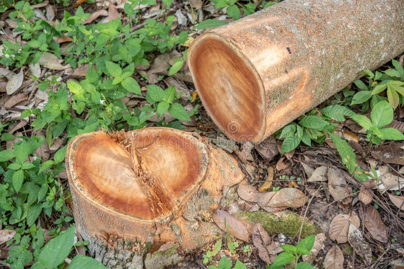 Cut tree logs stock photo. Image of natural, wood, stacked - 118810626