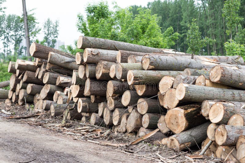 Chopped trees stock photo. Image of fallen, forests, devastation - 4491534