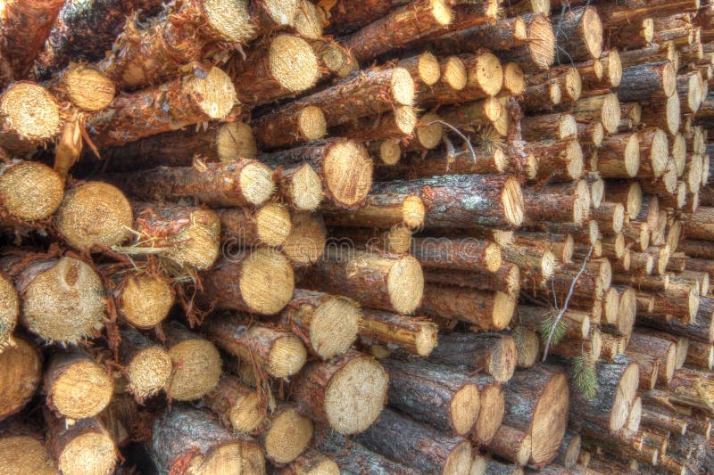 Freshly cut tree logs stock photo. Image of nature, sawed - 42042056