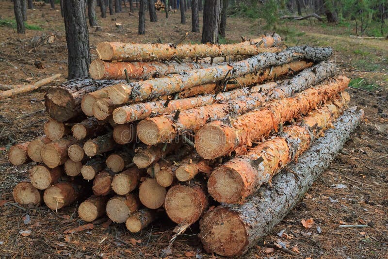 Freshly Cut Tree Logs Piled Up Stock Photo - Image of woodland, bark ...