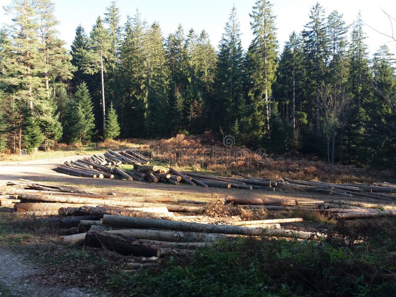 Freshly Cut Tree Logs Piled Up Near a Forest Road Stock Image - Image ...