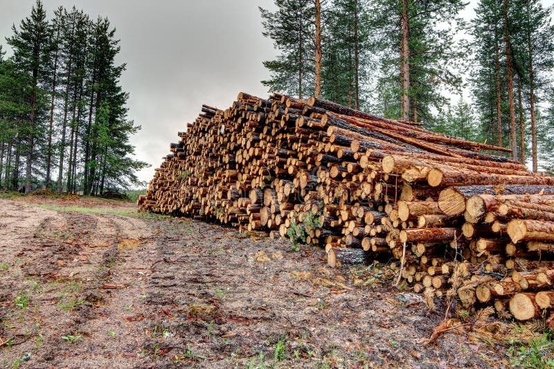 Freshly cut tree logs stock photo. Image of nature, lumber - 33311378