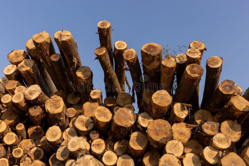 Freshly Cut Tree Logs Piled Up Stock Photo - Image of arborist, concept ...