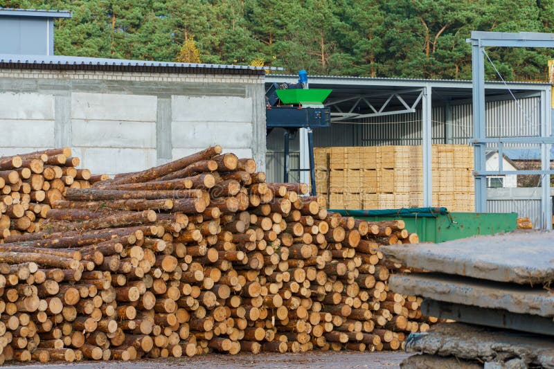 Freshly Cut Tree Logs are Stacked in the Forest during Sunset. Pine ...