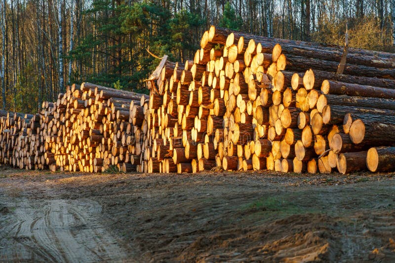 Freshly Cut Tree Logs are Stacked in the Forest during Sunset. Pine ...