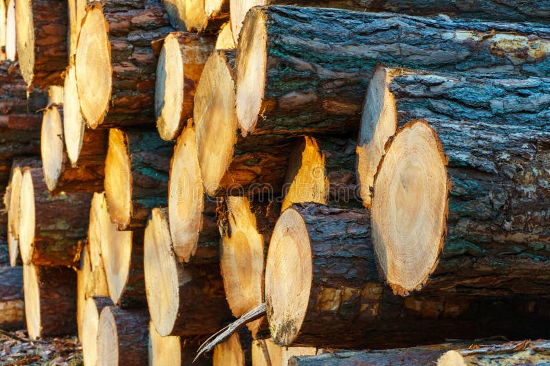 Freshly Cut Tree Logs are Stacked in the Forest during Sunset. Pine ...