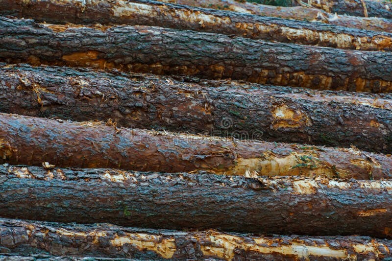 Freshly Cut Tree Logs are Stacked in the Forest during Sunset. Pine ...