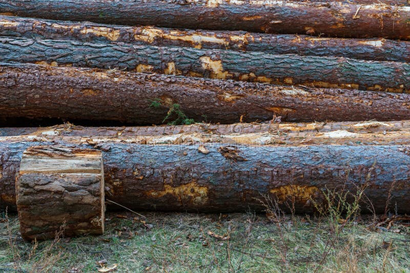 Freshly Cut Tree Logs are Stacked in the Forest during Sunset. Pine ...