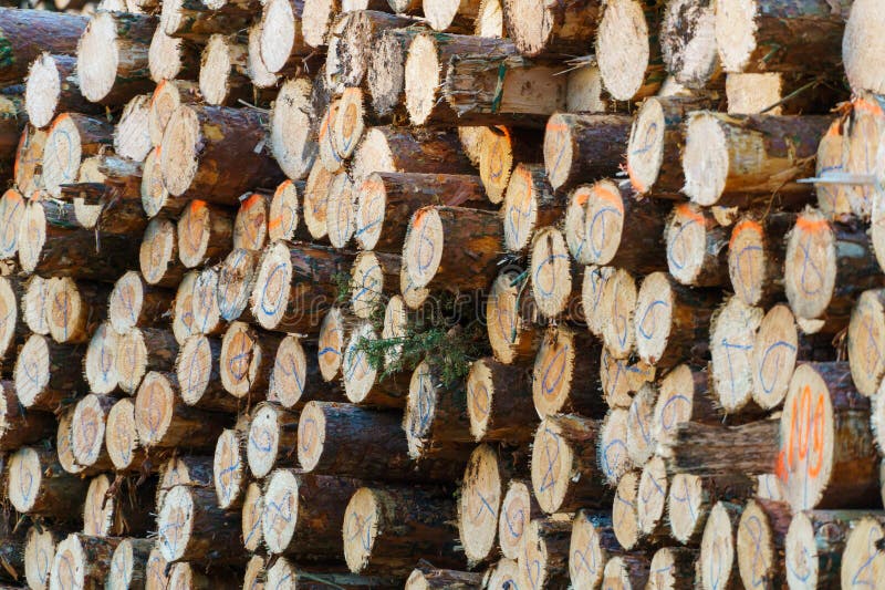 Freshly Cut Tree Logs are Stacked in the Forest during Sunset. Pine ...
