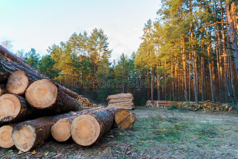Freshly Cut Tree Logs are Stacked in the Forest during Sunset. Pine ...