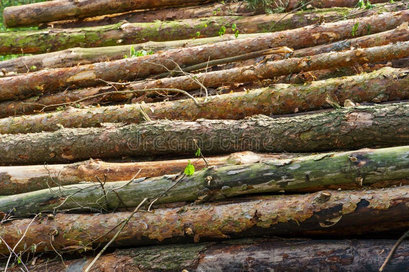Freshly Cut Tree Logs are Stacked in the Forest during Sunset. Pine ...