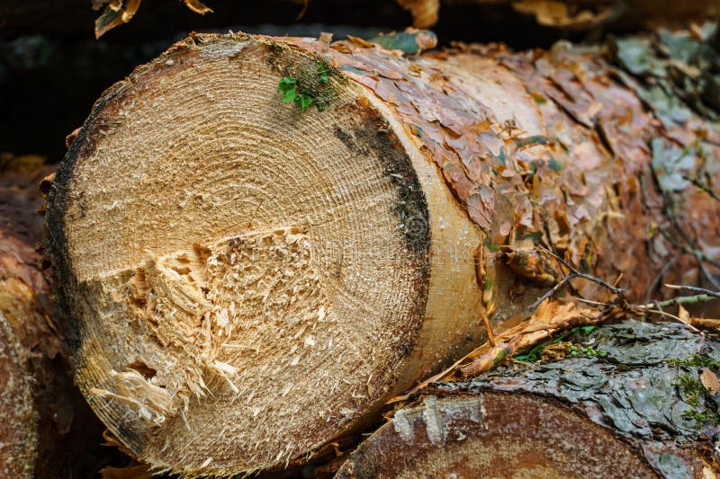 Freshly Cut Tree Logs are Stacked in the Forest during Sunset. Pine ...