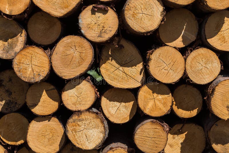 Freshly cut tree logs stock illustration. Illustration of lumber ...
