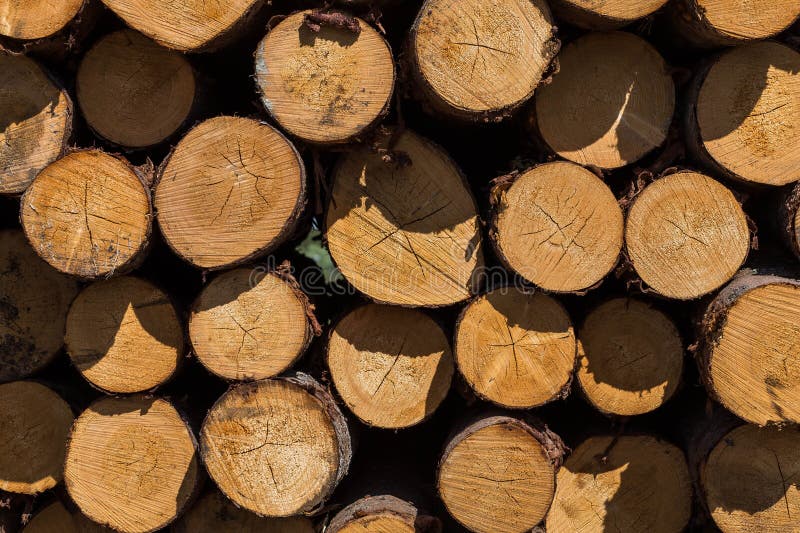 Freshly cut tree logs stock image. Image of natural - 274308663